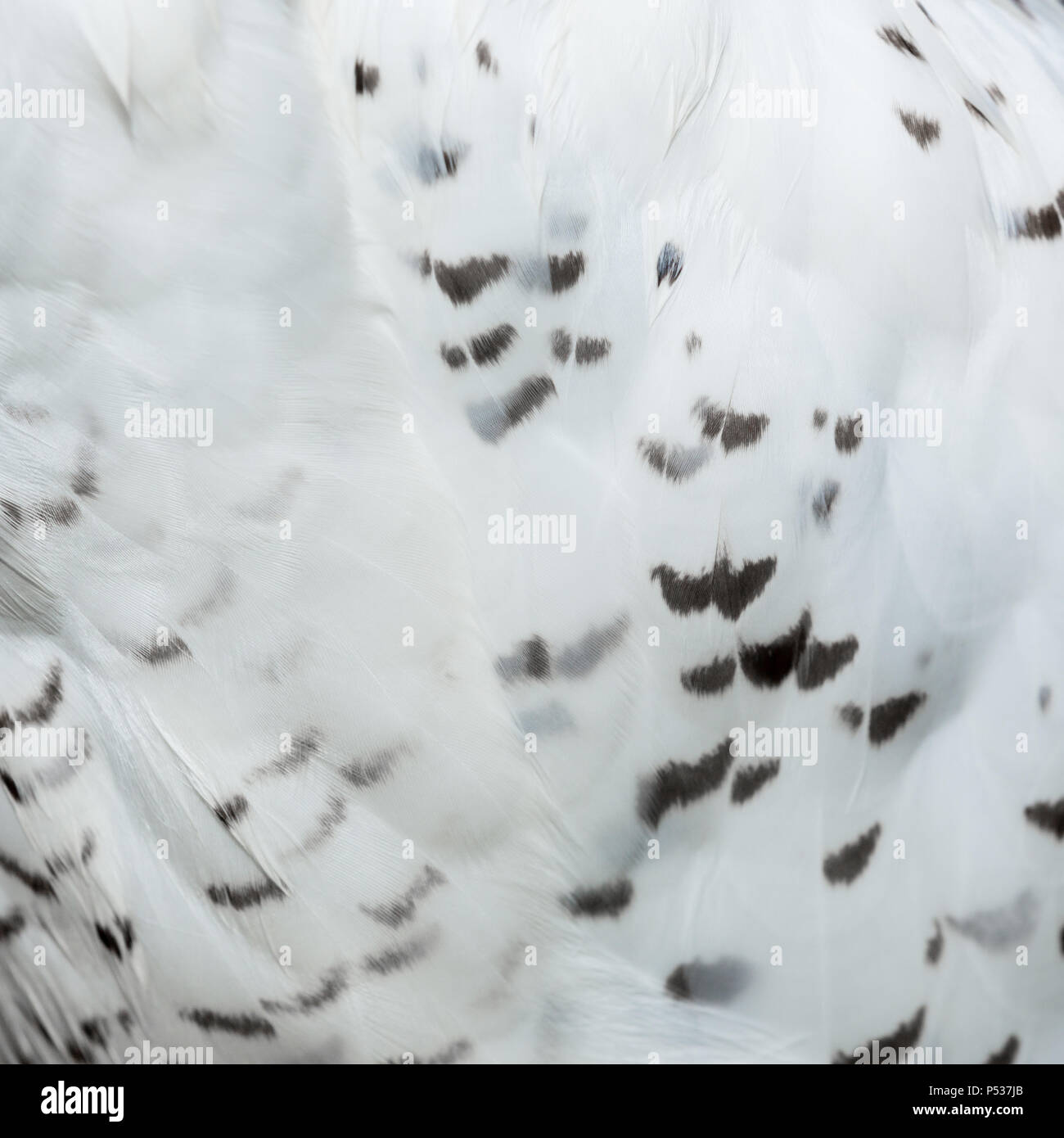 Detail of all the bird feathers hi-res stock photography and images - Alamy