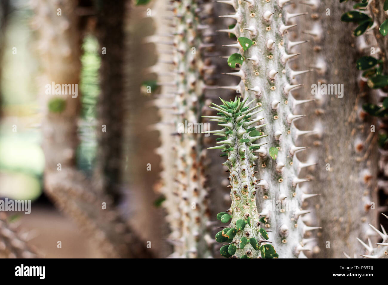 Cactus in the park with sharpness and danger Stock Photo - Alamy