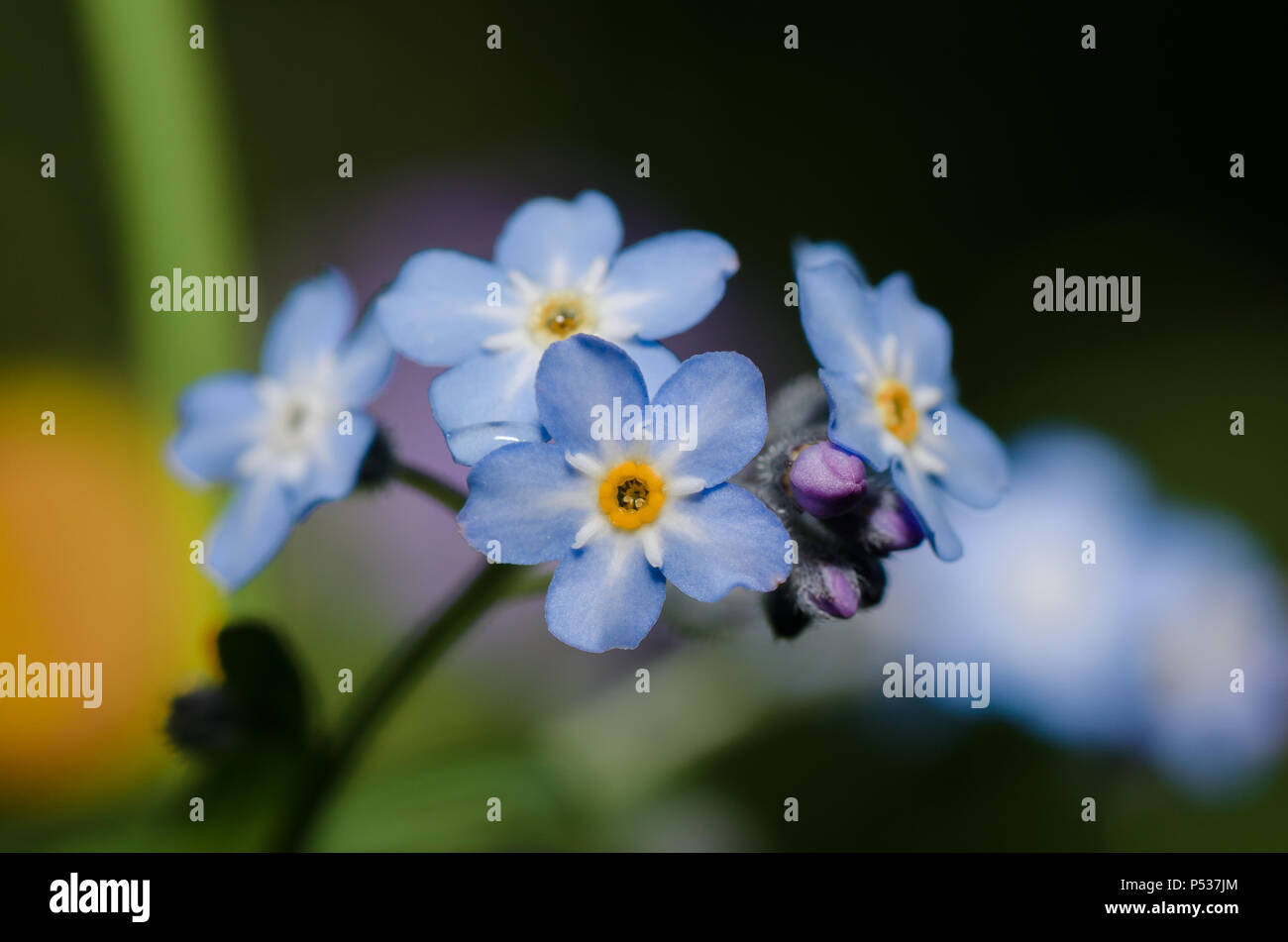 Wood Forget-me-not, blue wild flower Stock Photo - Alamy