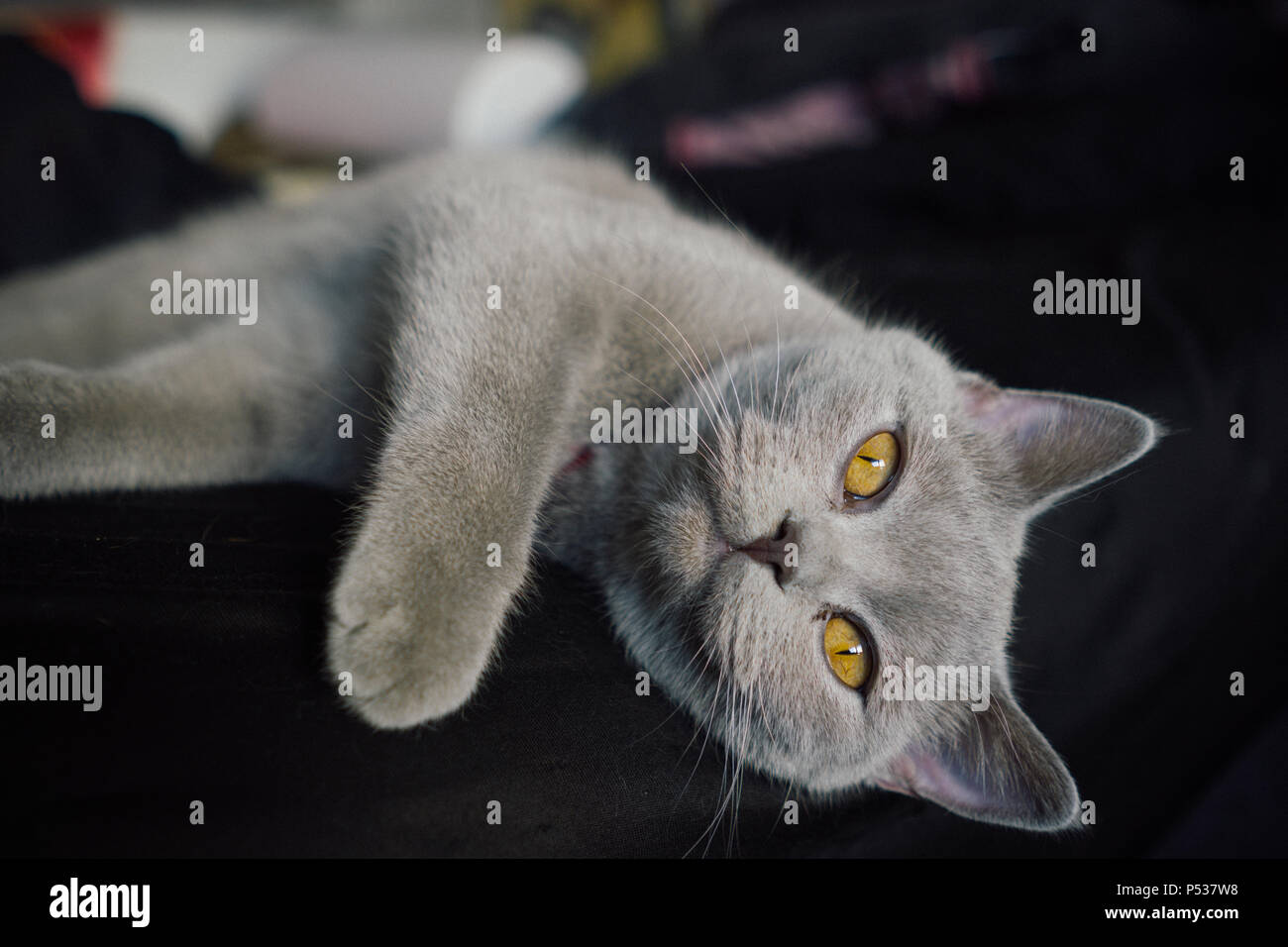 very cute blue british shorthair cats in afternoon light Stock Photo ...