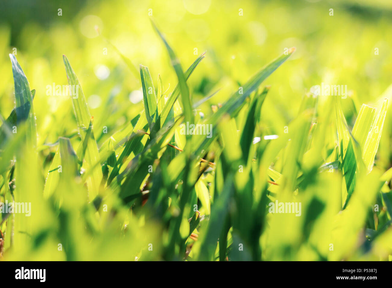 Grass with the sunlight in garden Stock Photo - Alamy