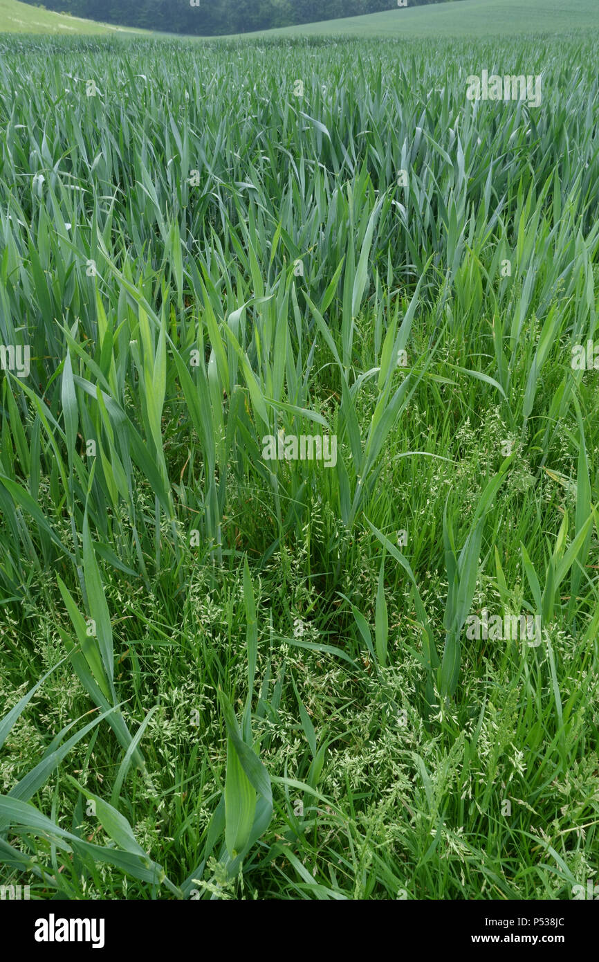 Flowering smooth-stalked meadow-grass, Poa pratensis, in a wheat crop ...