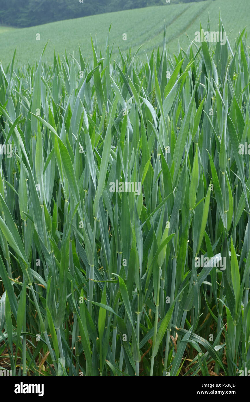 Zadoks hi-res stock photography and images - Alamy