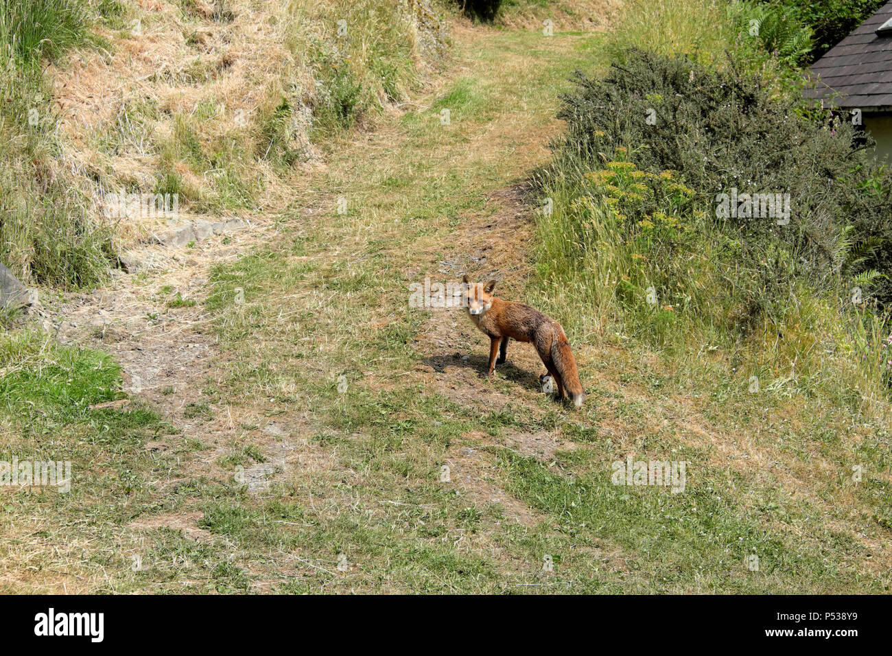 Fox hunting uk hi-res stock photography and images - Alamy