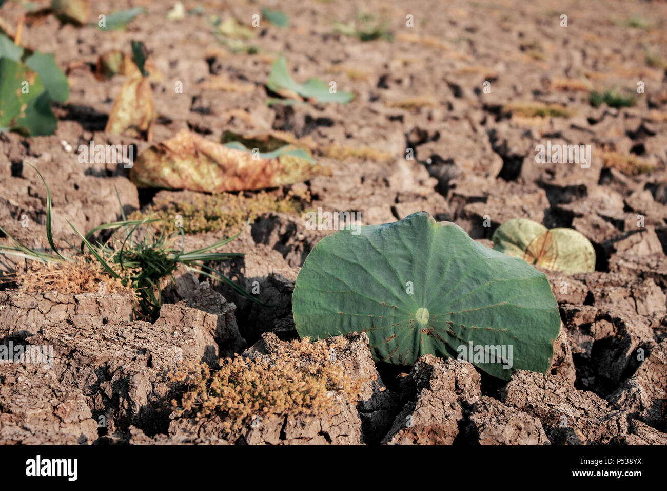 Dead Lotus Leaves High Resolution Stock Photography and Images - Alamy