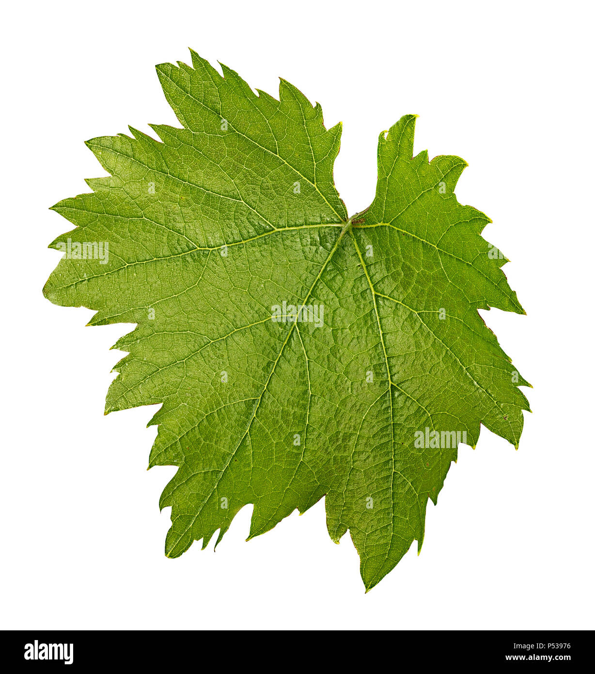 grape leaf isolated on white background Stock Photo - Alamy