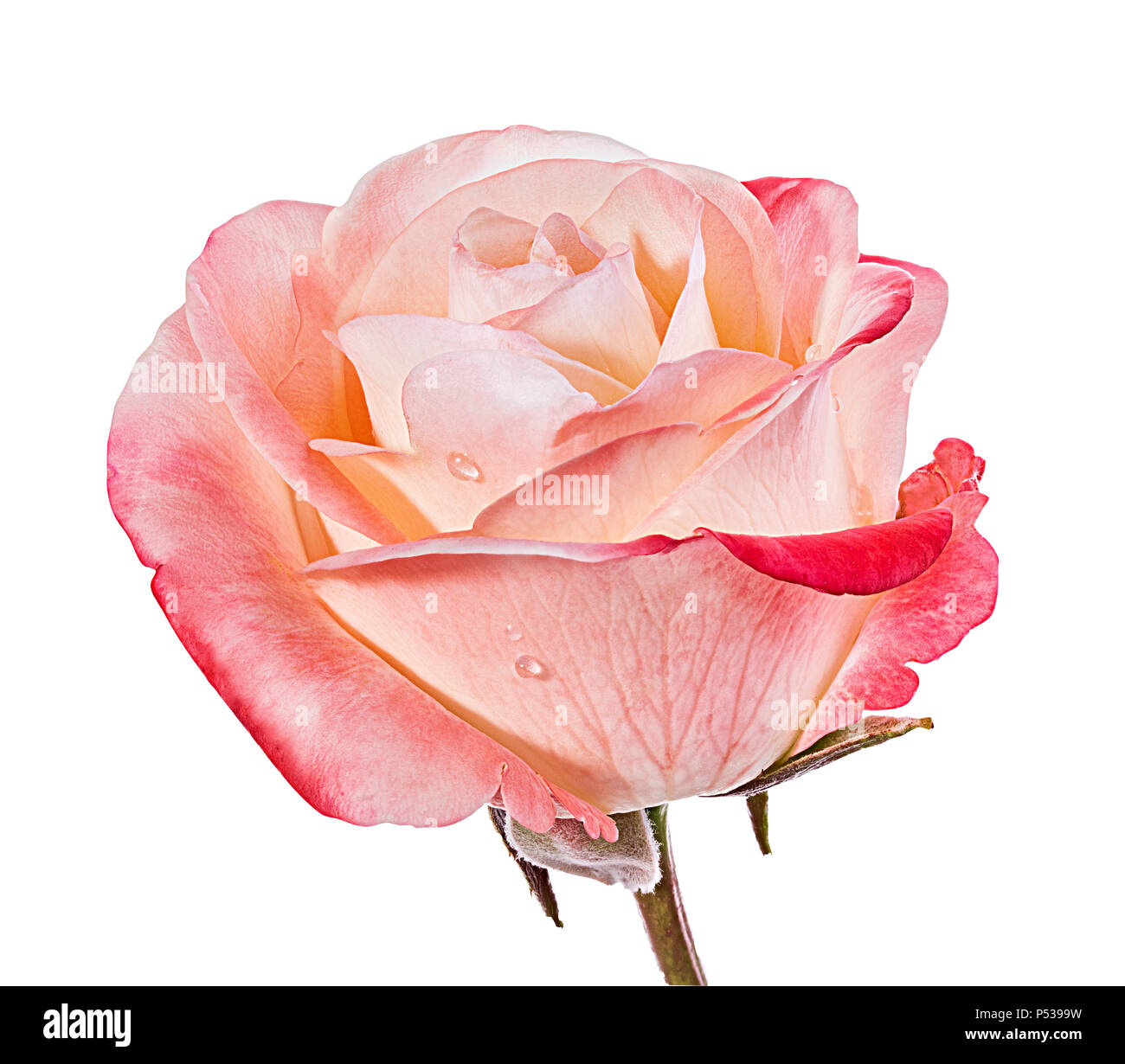 rose isolated on white background Stock Photo - Alamy
