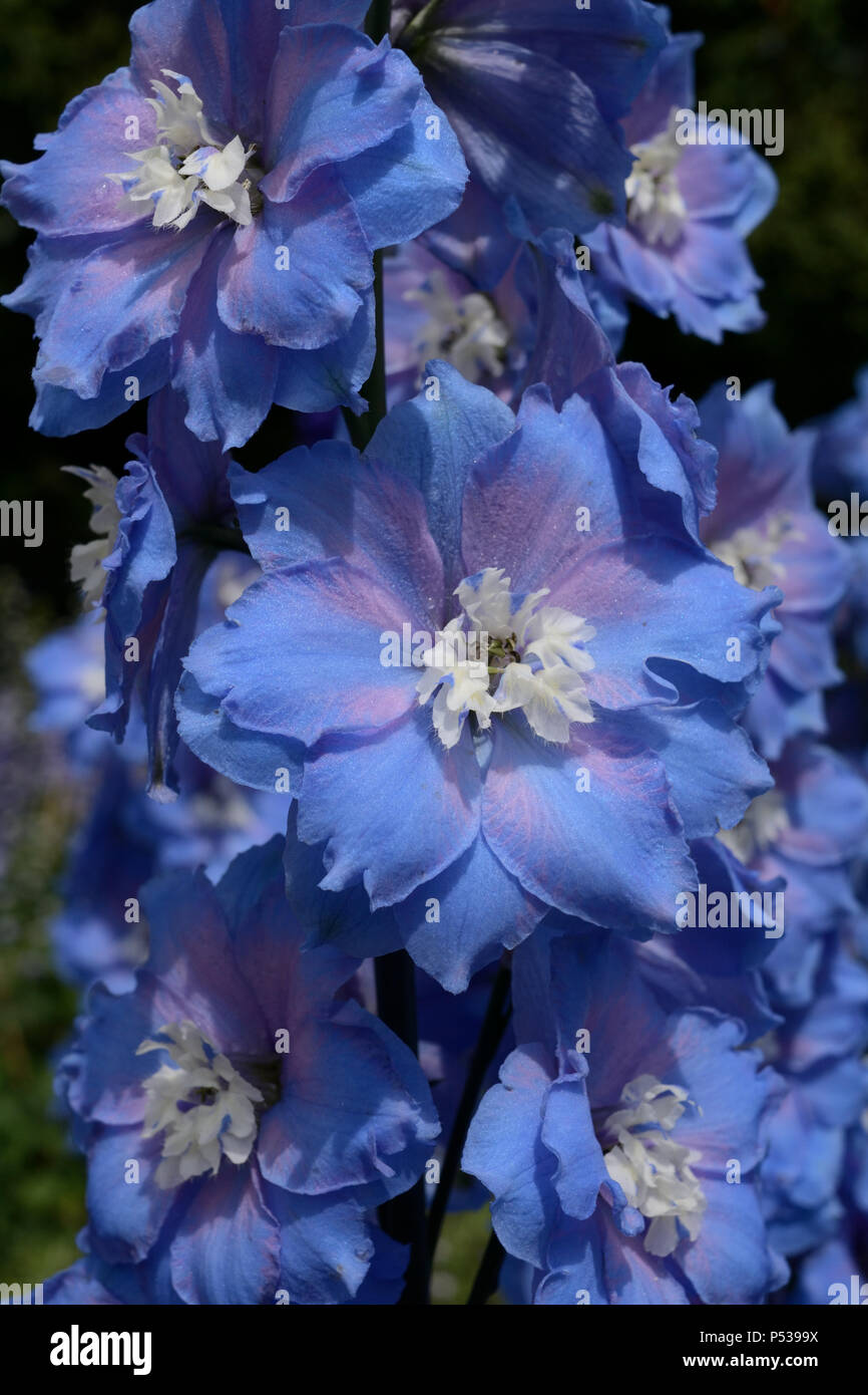 Delphinium Aurora Blue