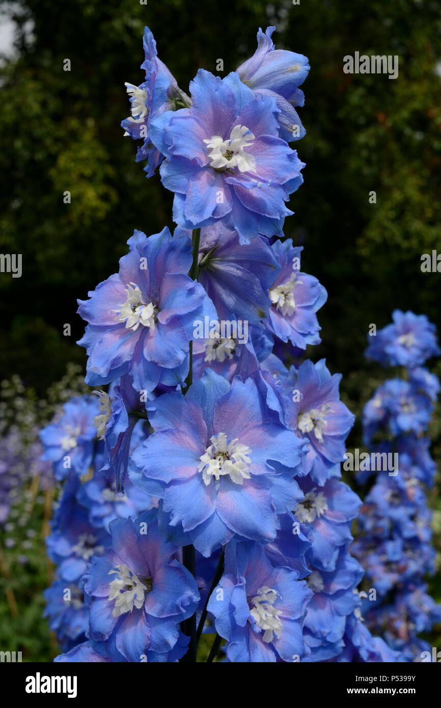 Delphinium Aurora Blue