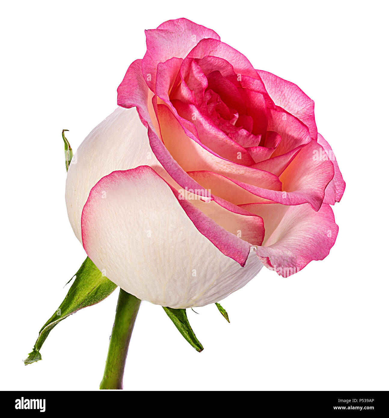 rose isolated on white background Stock Photo - Alamy
