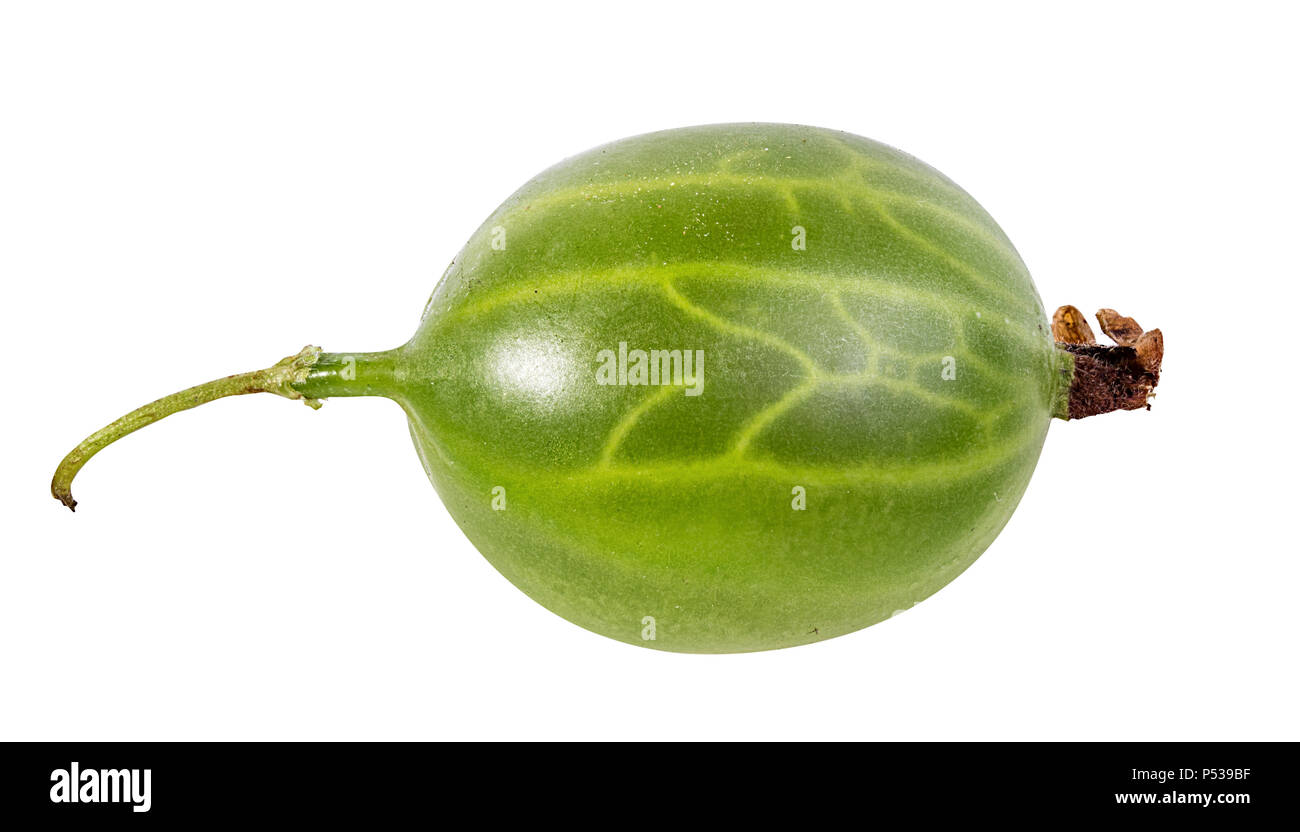 Gooseberry isolated on white background Stock Photo - Alamy