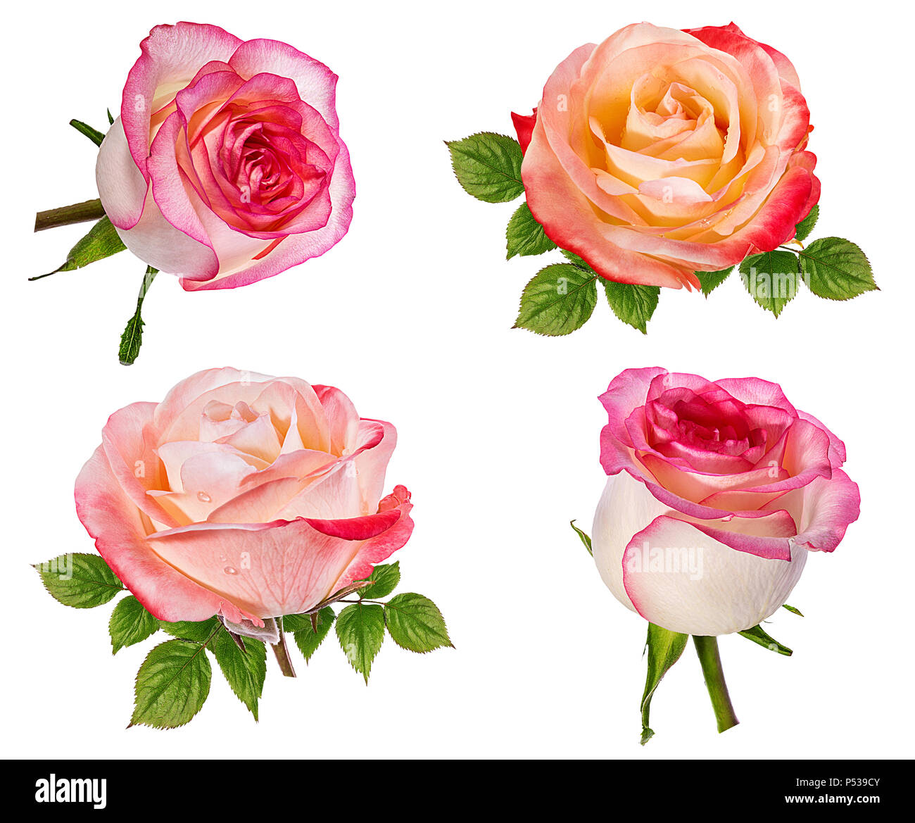 rose isolated on white background Stock Photo - Alamy