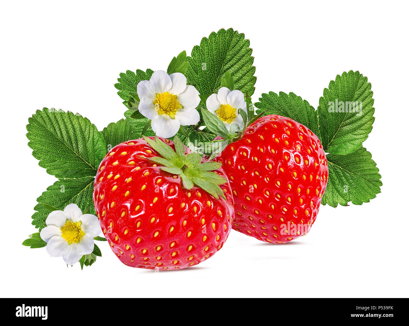 Strawberry with flower isolated on white background Stock Photo - Alamy