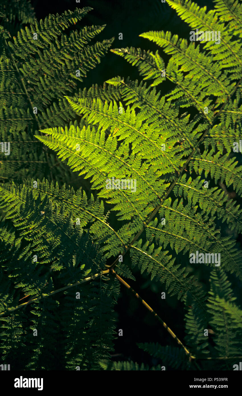 Backlit ferns on the forest floor at Chopwell Woods in Tyne and Wear ...