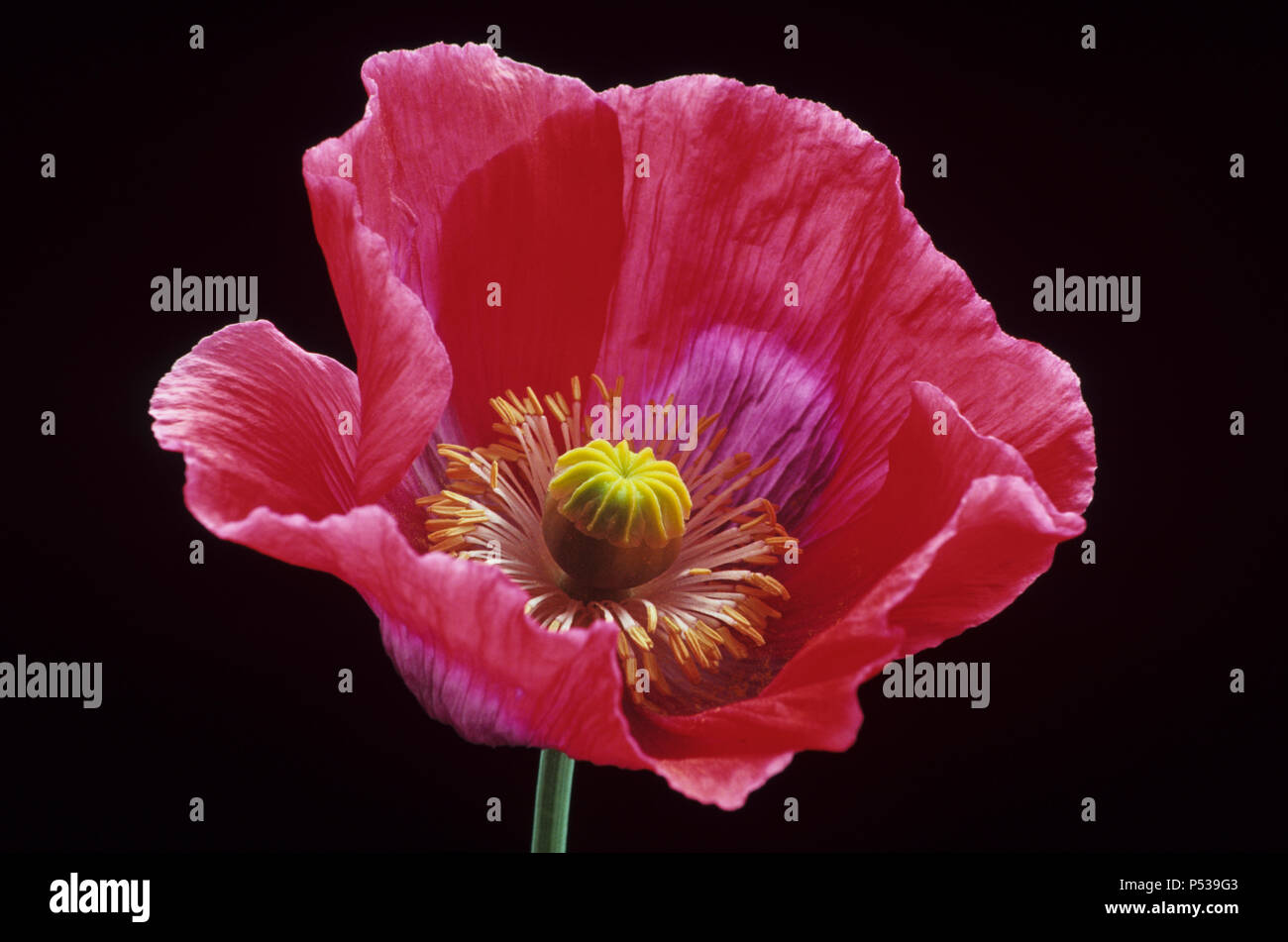 Poppy ‘black beauty’ hi-res stock photography and images - Alamy
