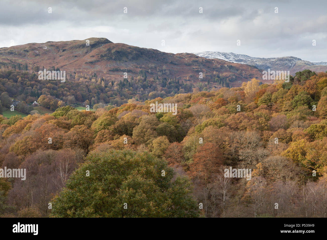 Grasmere Leaf Autumn High Resolution Stock Photography and Images - Alamy