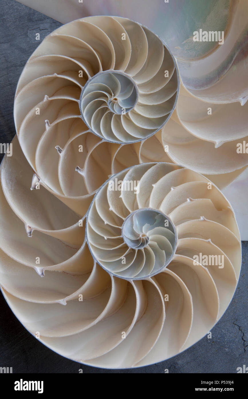 Two nautilus shells which have been split to show the plainspiral ...