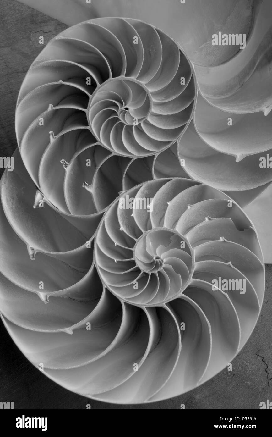 Two half nautilus shell Black and White Stock Photos & Images - Alamy