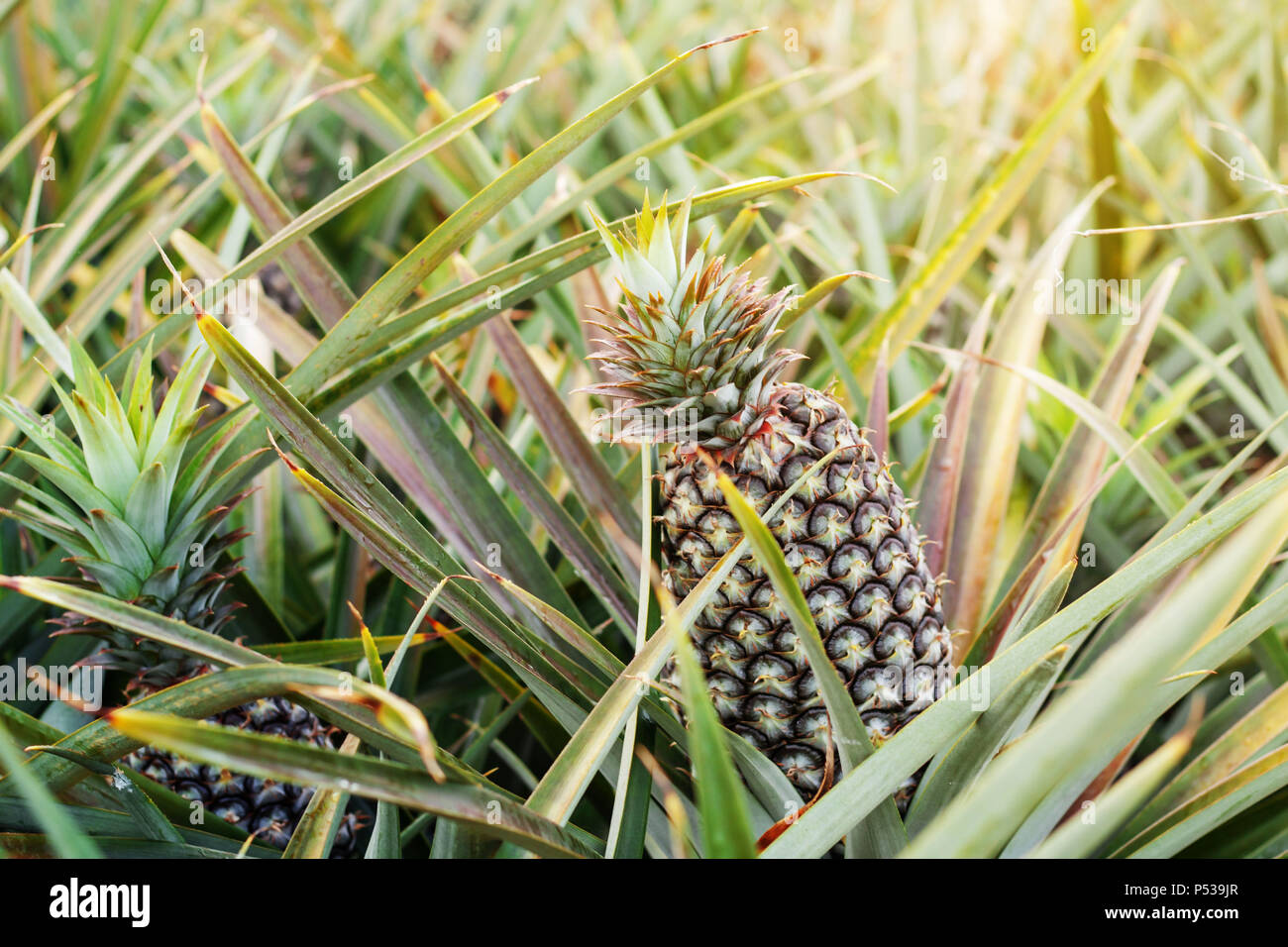 Pineapple on tree in the farm with sunlight Stock Photo - Alamy