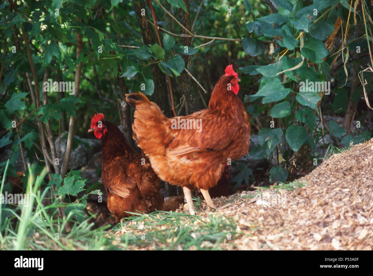 Rhode Island red hens. Photograph Stock Photo - Alamy