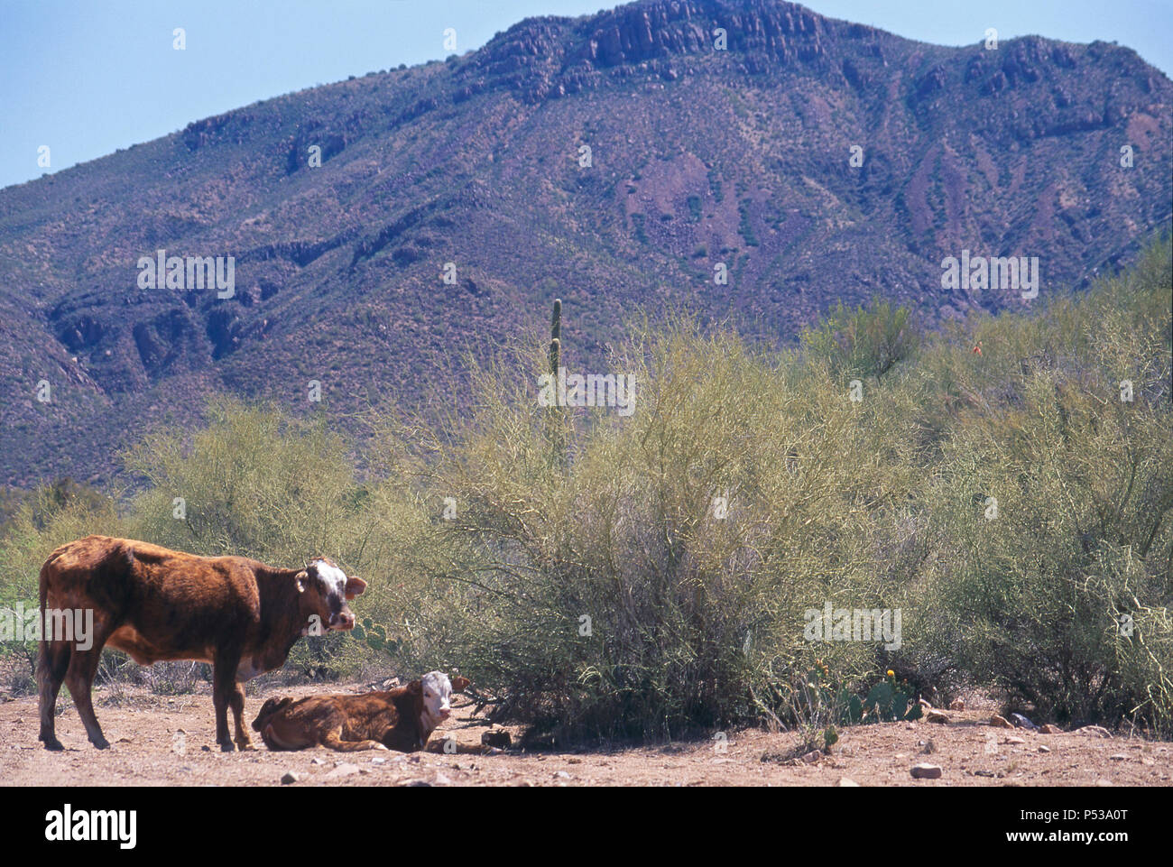 Beef cattle on open range, Superstition Mountains, Arizona. Photograph ...