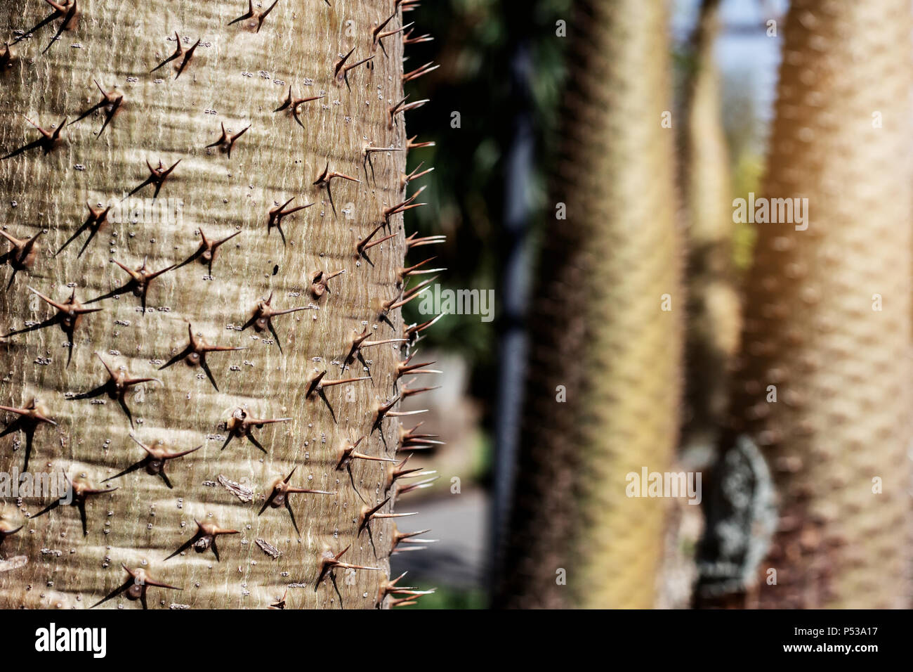Thorny tree with sharpness and danger in park Stock Photo - Alamy