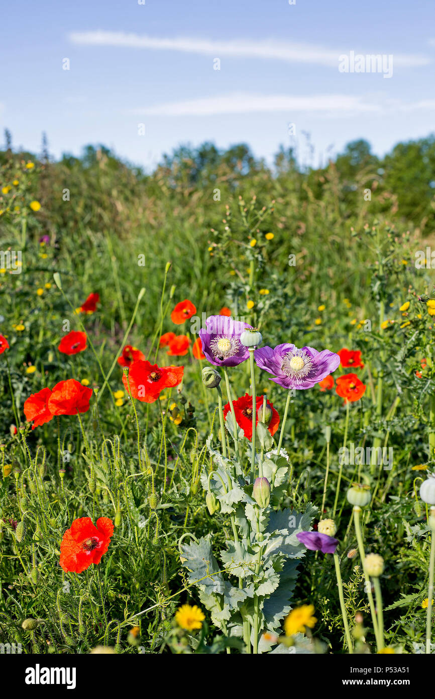 Annuals wild flower meadow field poppy red blue yellow hi-res stock photography and images - Alamy