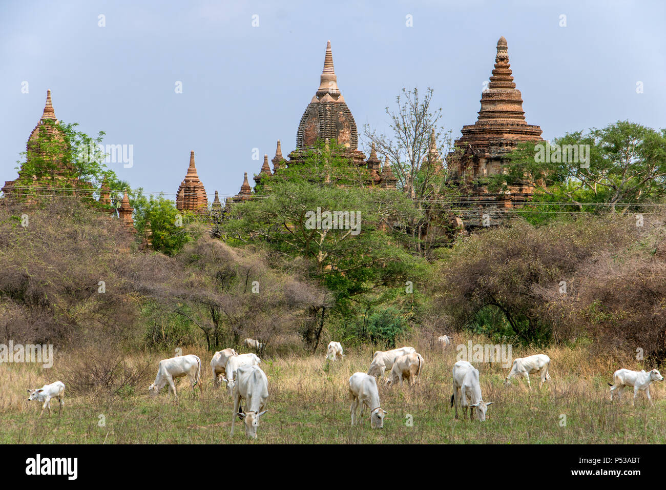 Cows are grazing at historic Buddhist temples in Bagan, Burma. Myanmar ...