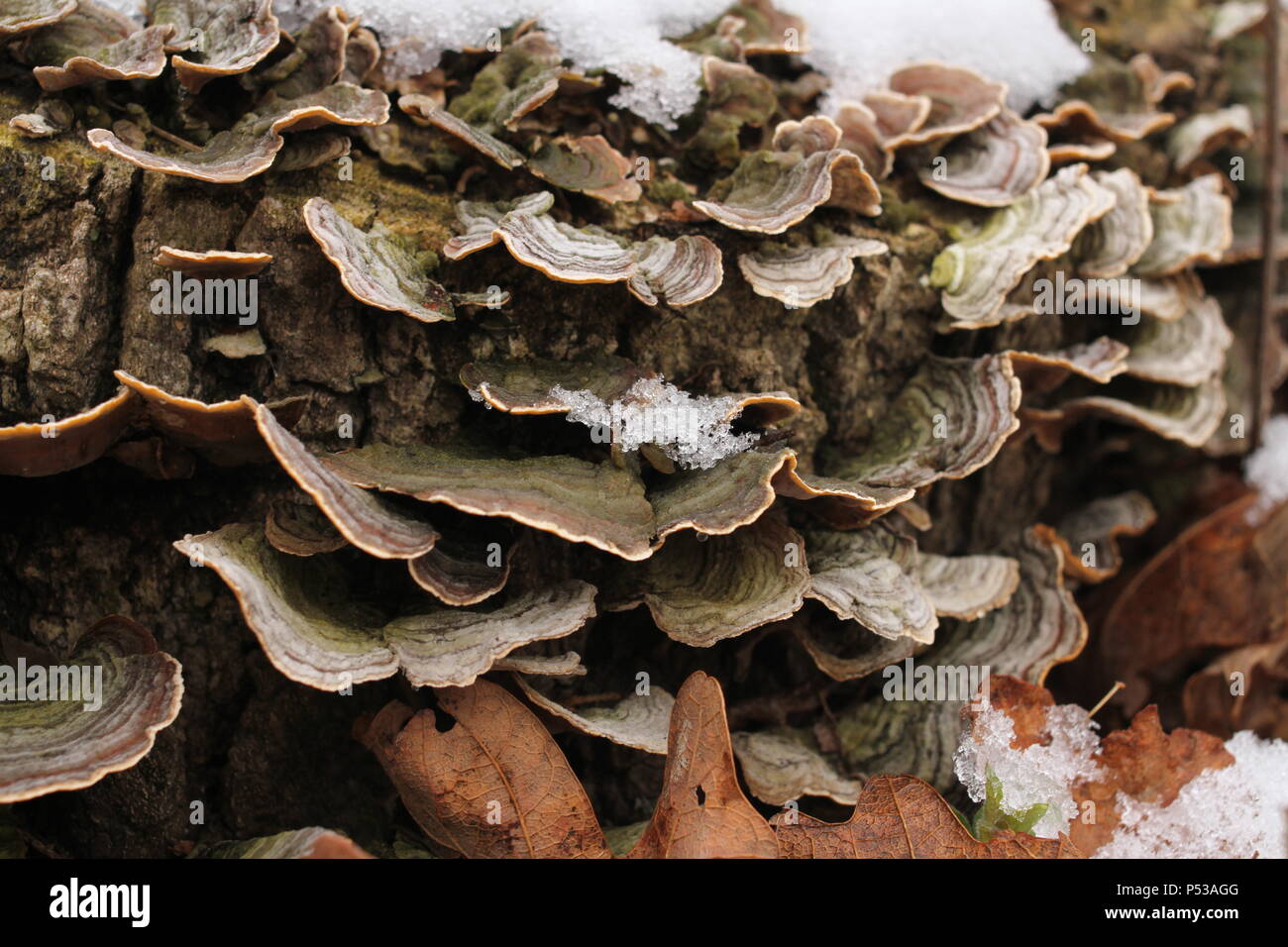 Oak leaf fungus hi-res stock photography and images - Alamy