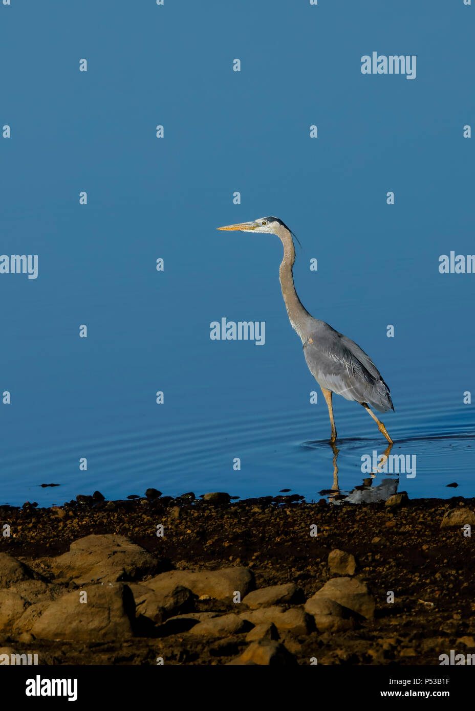Great Blue Heron fishing at Lake St Mary Arizona USA Stock Photo - Alamy