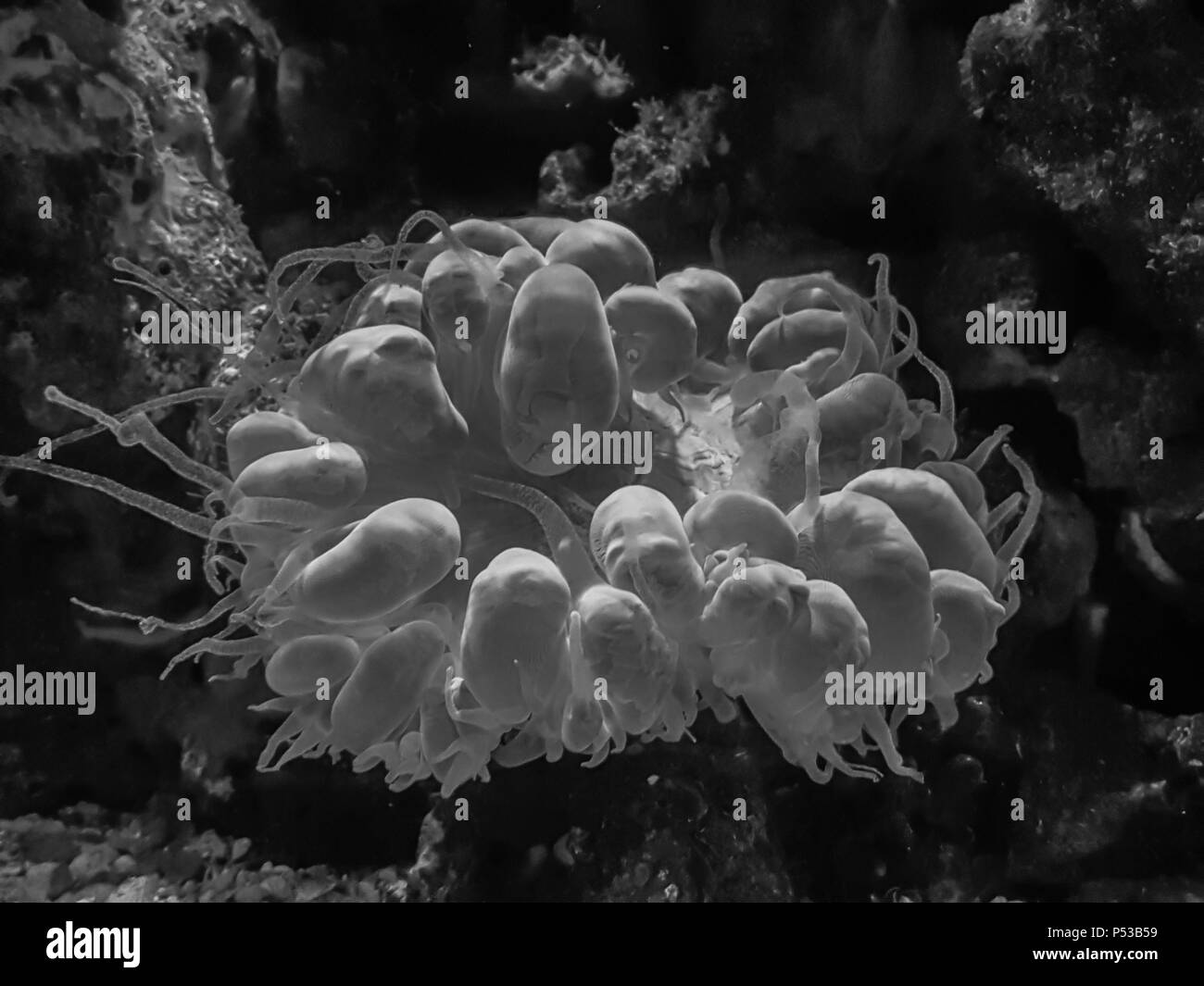 Underwater coral reef green Black and White Stock Photos & Images - Alamy