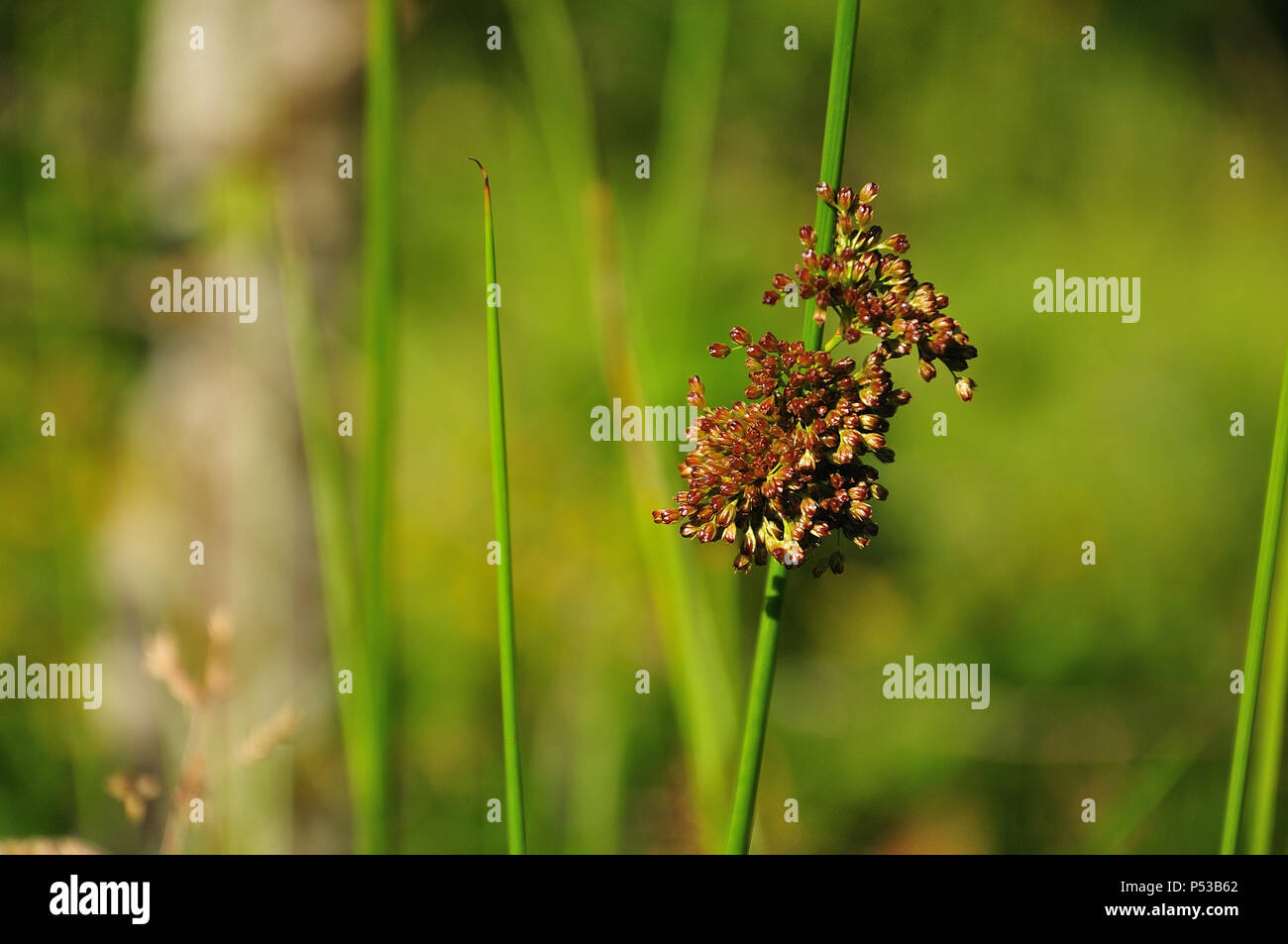 Compact rush juncus conglomeratus hi-res stock photography and images ...
