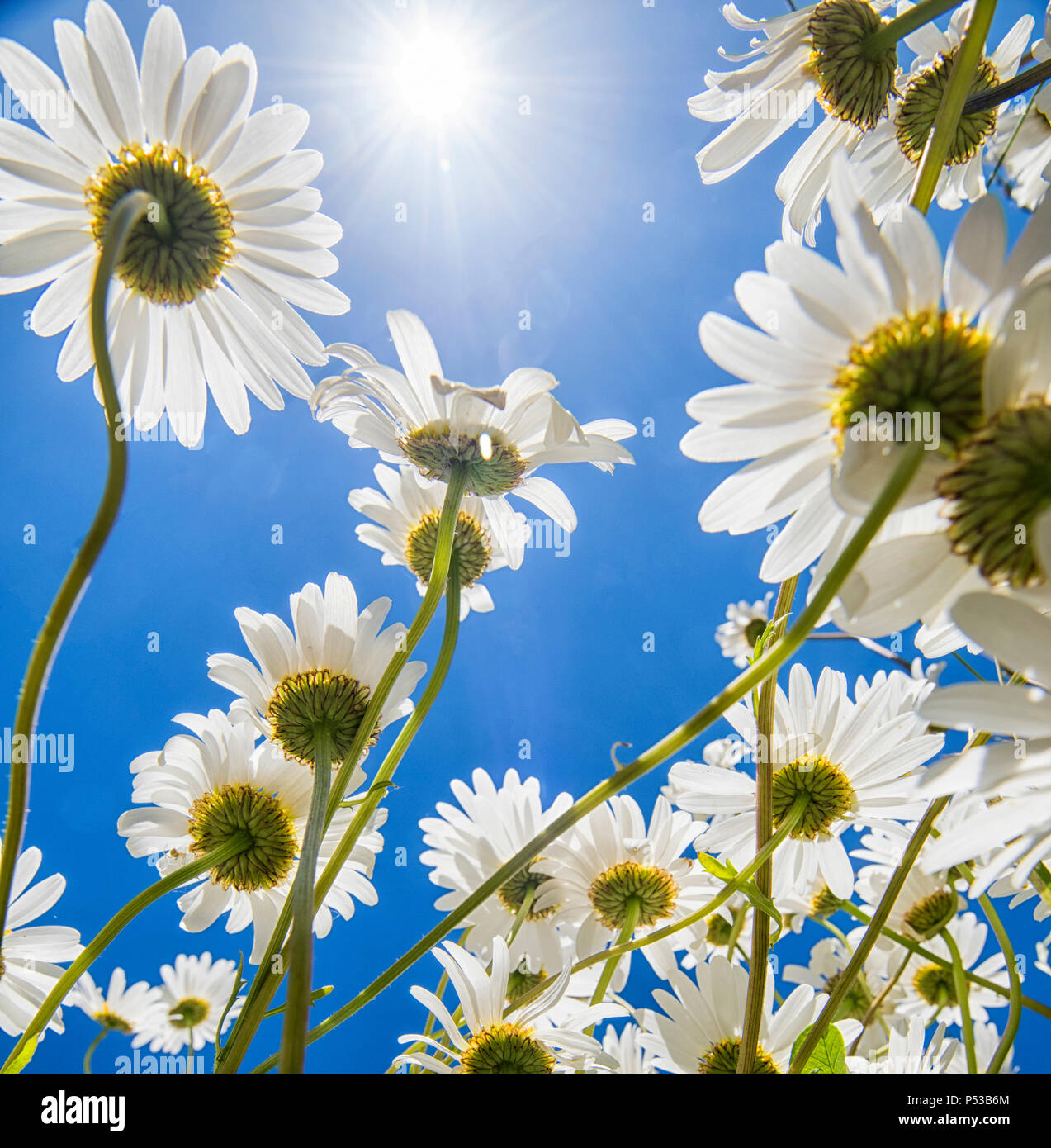 Close up of a field of pretty white daisies, Gedling Nottinghamshire ...