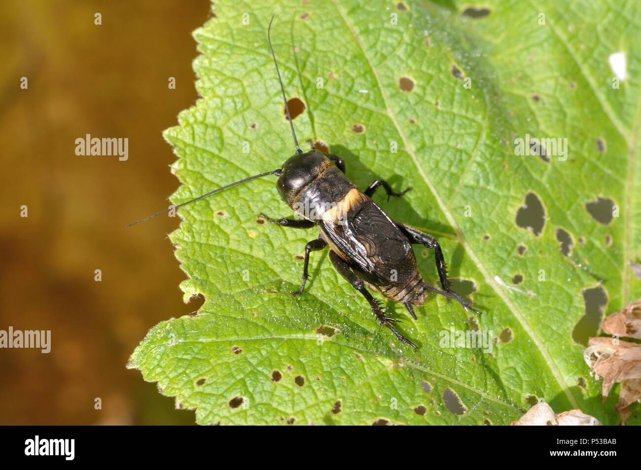 Cricket on leaves Stock Photo - Alamy