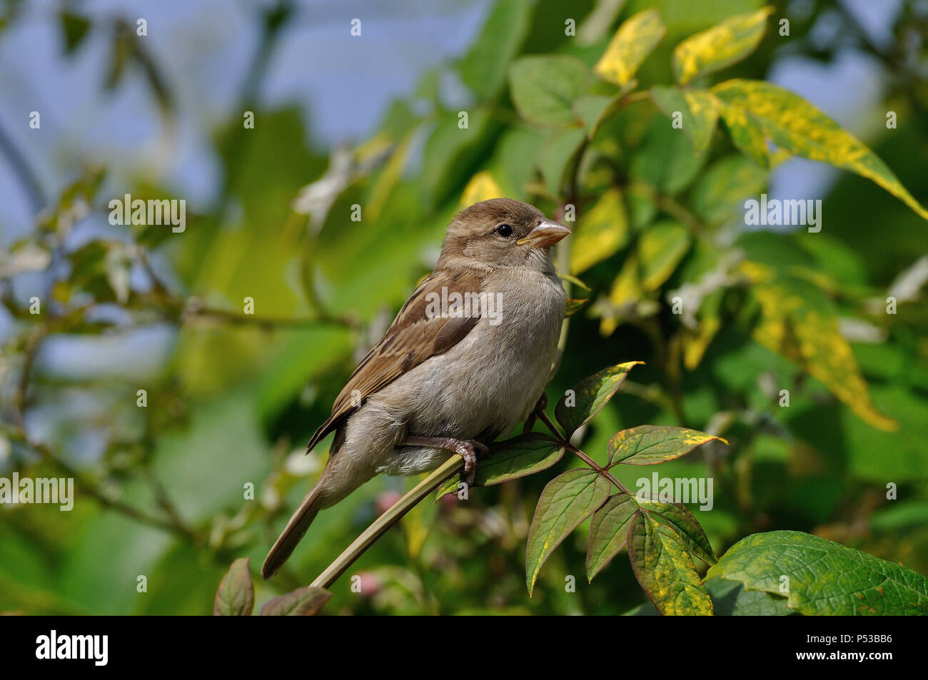 Juvenile house sparrow hi-res stock photography and images - Alamy