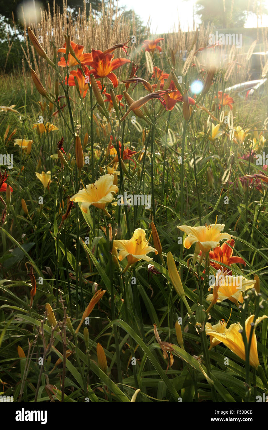 Yellow and orange wild lilies growing by the side of a road in Virginia ...