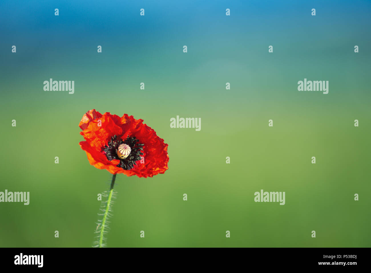 Solstice flower hi-res stock photography and images - Alamy