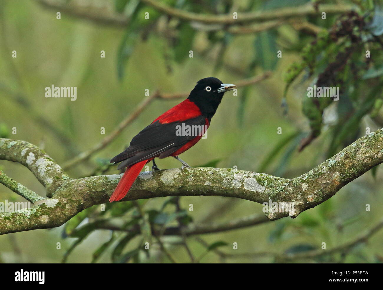 Maroon oriole hi-res stock photography and images - Alamy