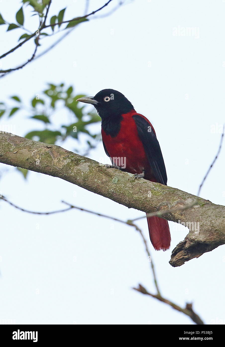 Bird birds animal animals oriole orioles asia asian wildlife nature hi ...