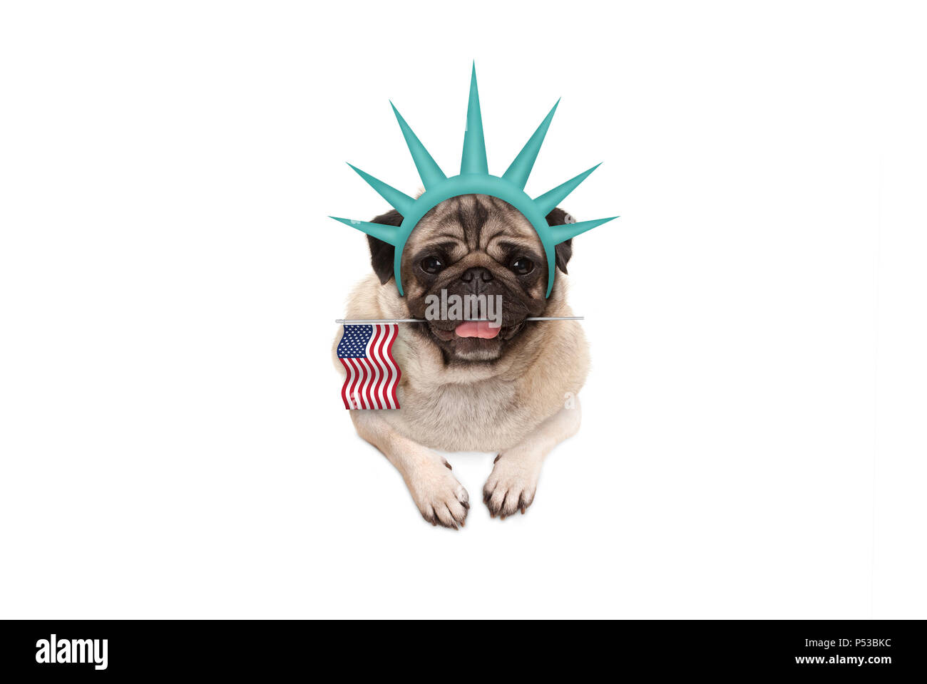 smiling pug puppy dog holding American flag, hanging on white banner ...