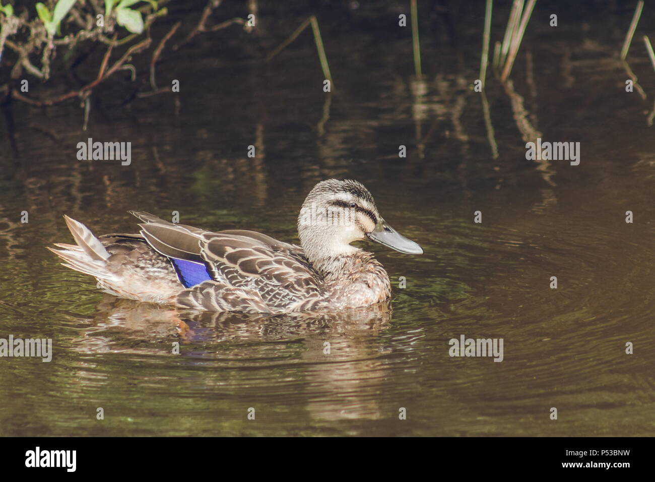 Close up image of a male mallard duck on a swamp pond with copy space ...