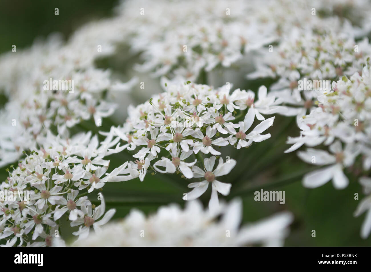 A close up of hemlock parsley flowers in bloom Stock Photo - Alamy