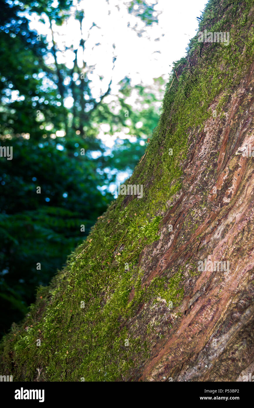 Leaning to one side hi-res stock photography and images - Alamy