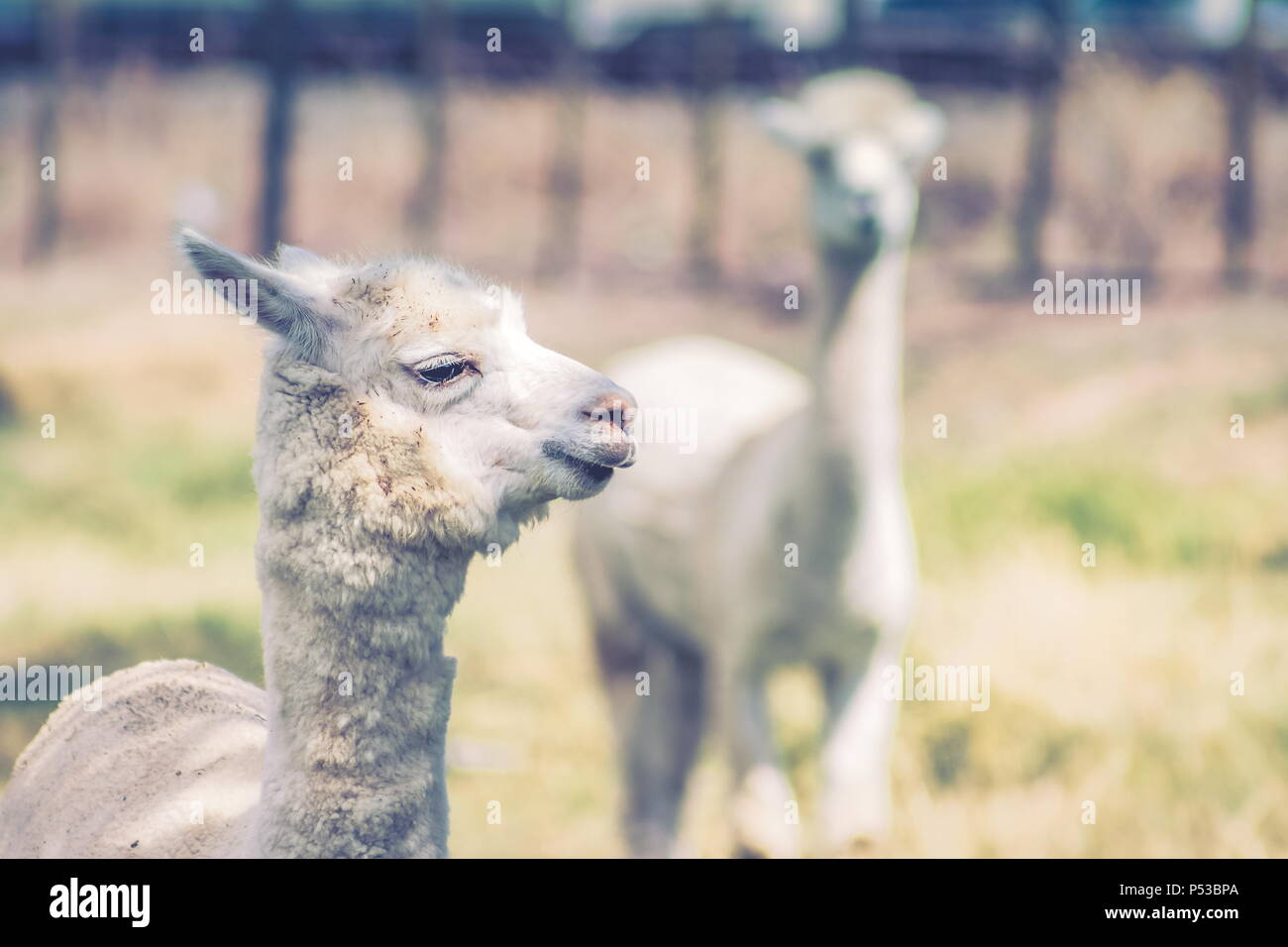 The llama is a domesticated South American camelid, widely used as a ...