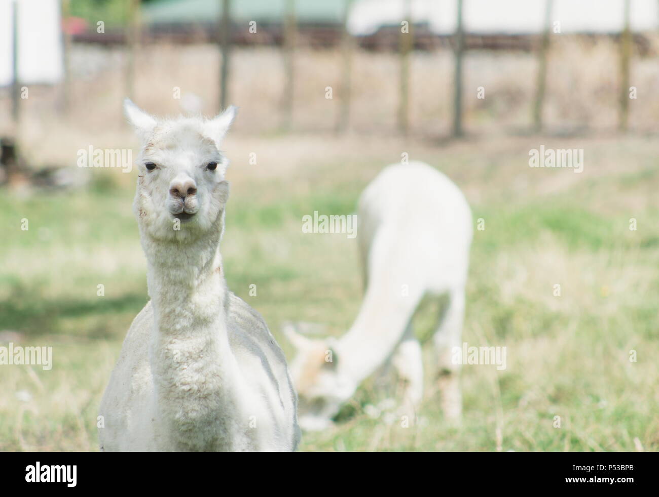 The llama is a domesticated South American camelid, widely used as a ...