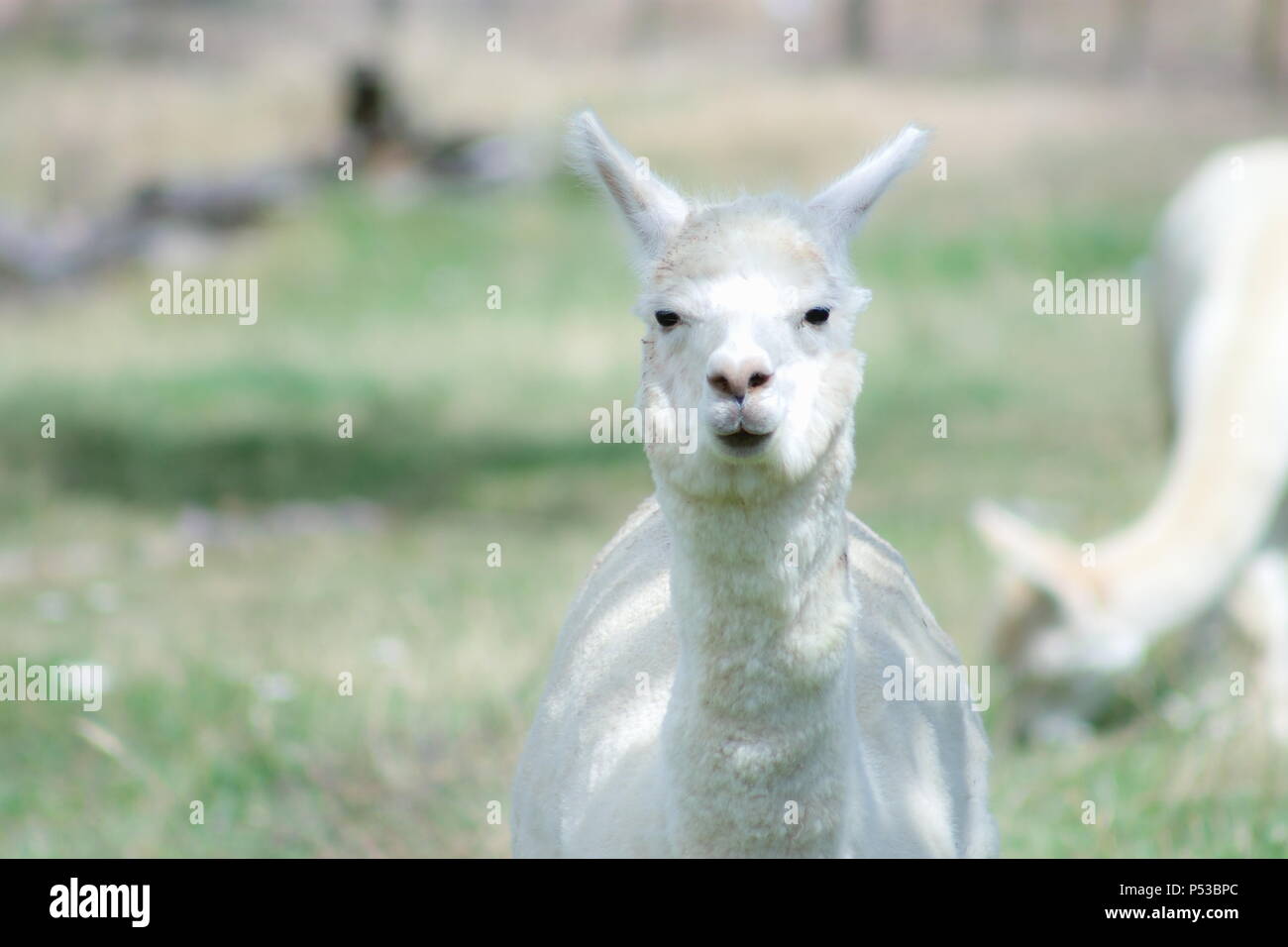 The llama is a domesticated South American camelid, widely used as a ...
