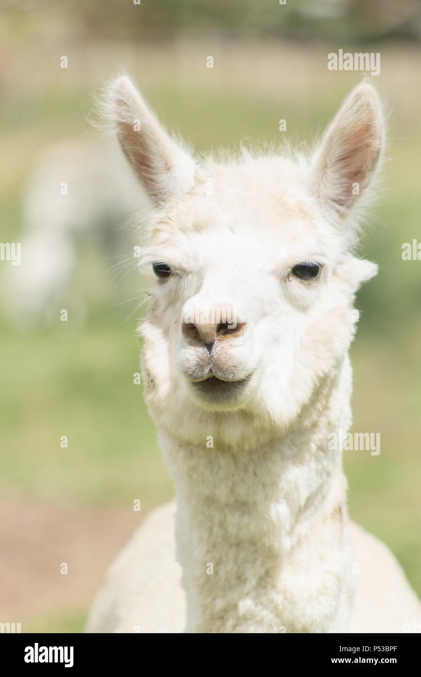 The llama is a domesticated South American camelid, widely used as a ...