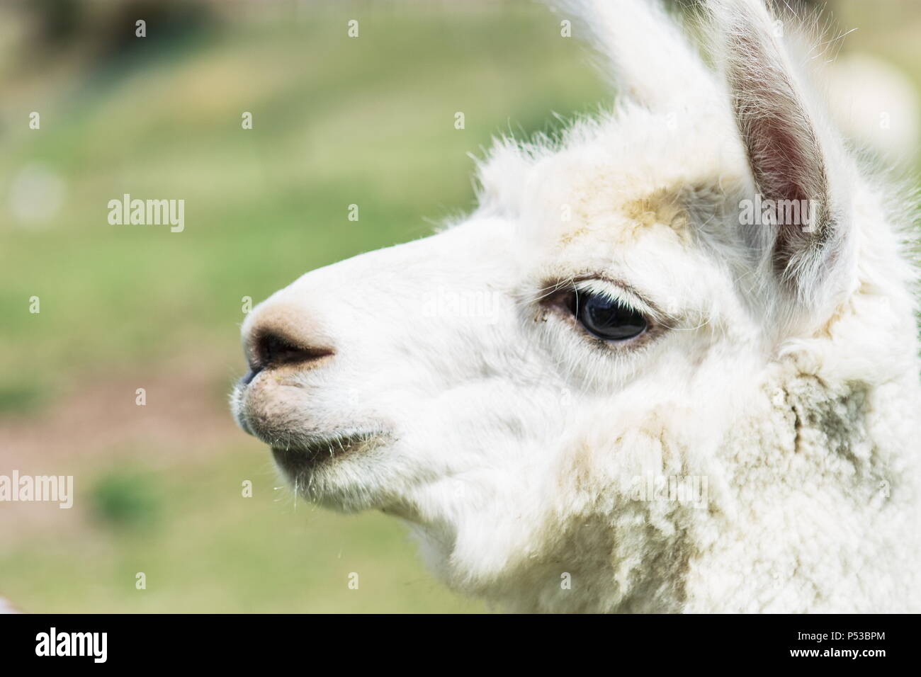 Profile Llama Animal Head High Resolution Stock Photography and Images ...