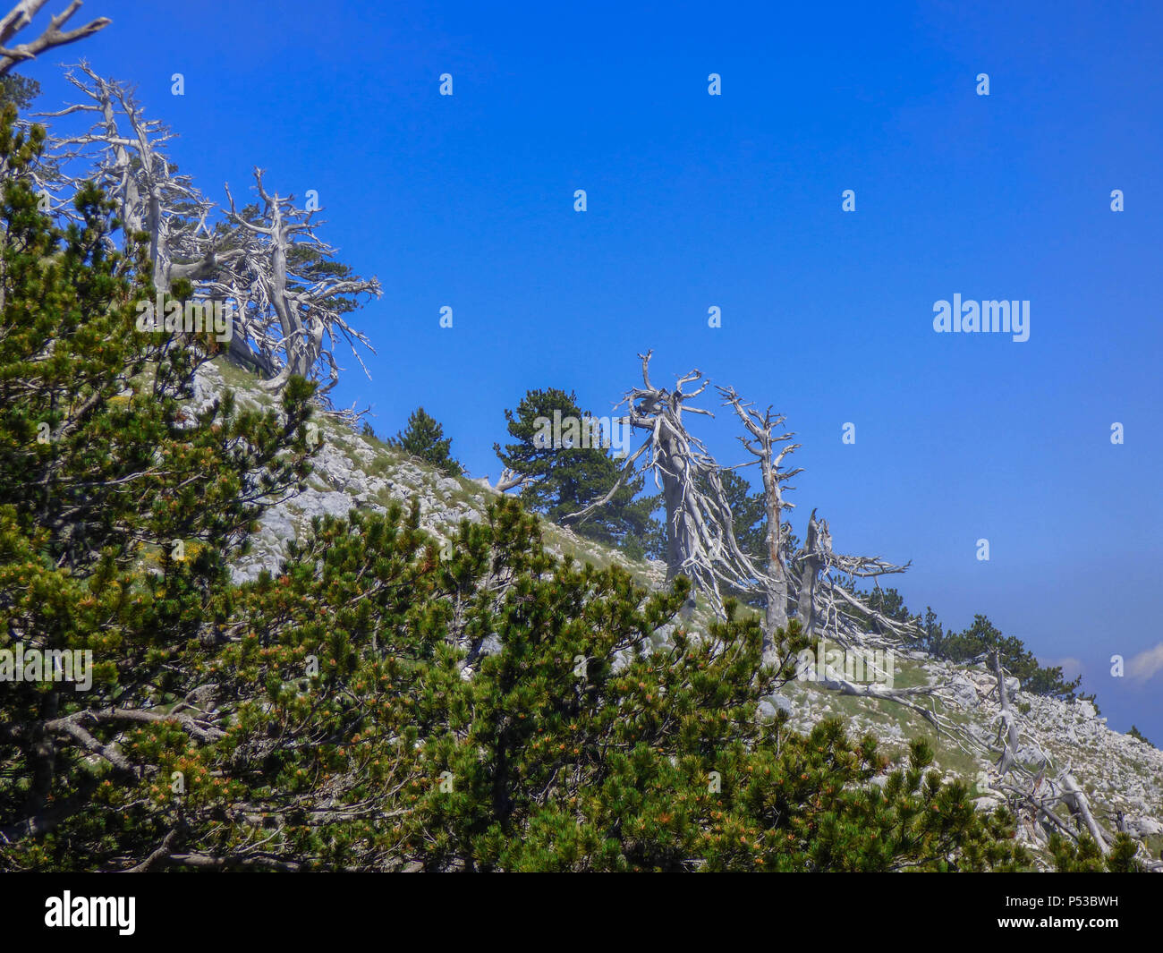 White branches of the lightning tree against blue sky on the albanian ...
