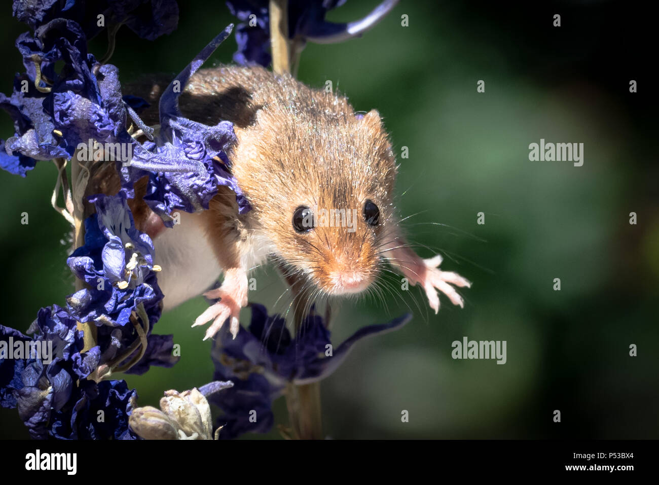 Natural mouse hi-res stock photography and images - Alamy